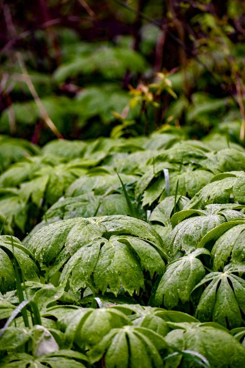 Spring Greens | Shutterbug